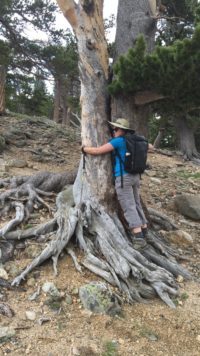 Wildlands Restoration Volunteers | tree-hugger-jules